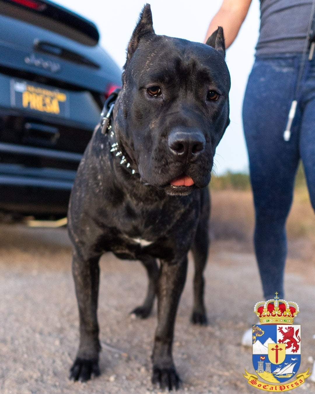 Presa Canario Tattoos