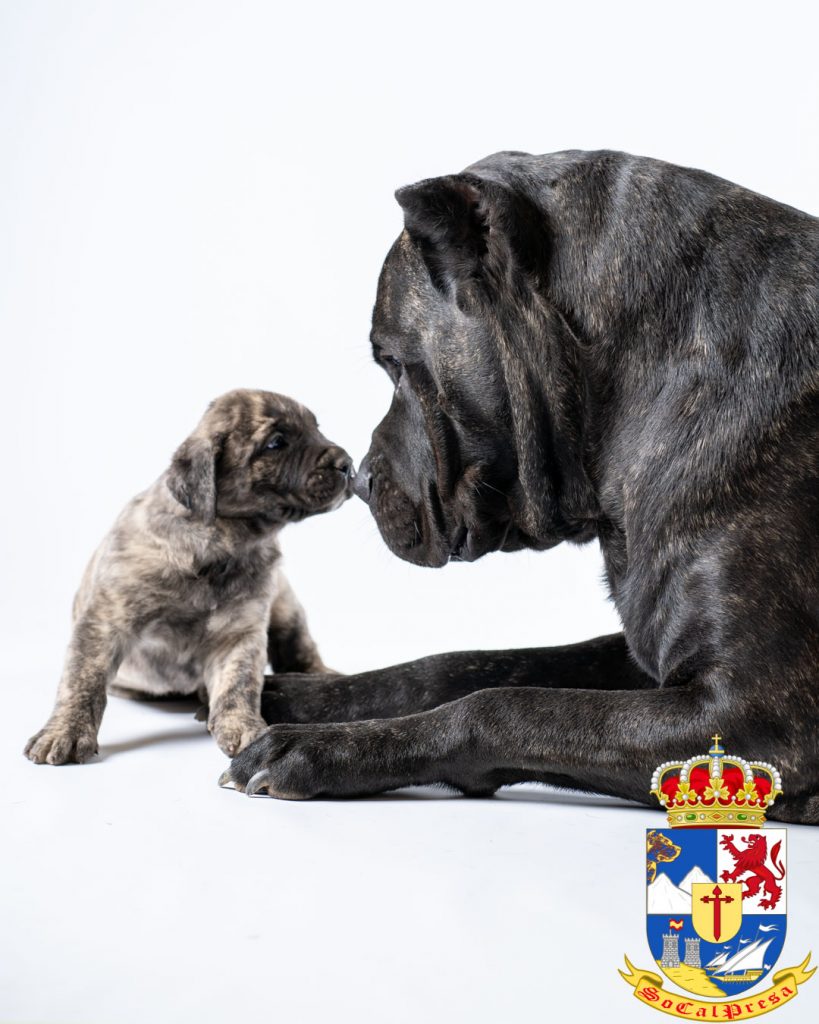 Puppy Health and UKC Paperwork Contract – SoCalPresa – Presa Canario ...