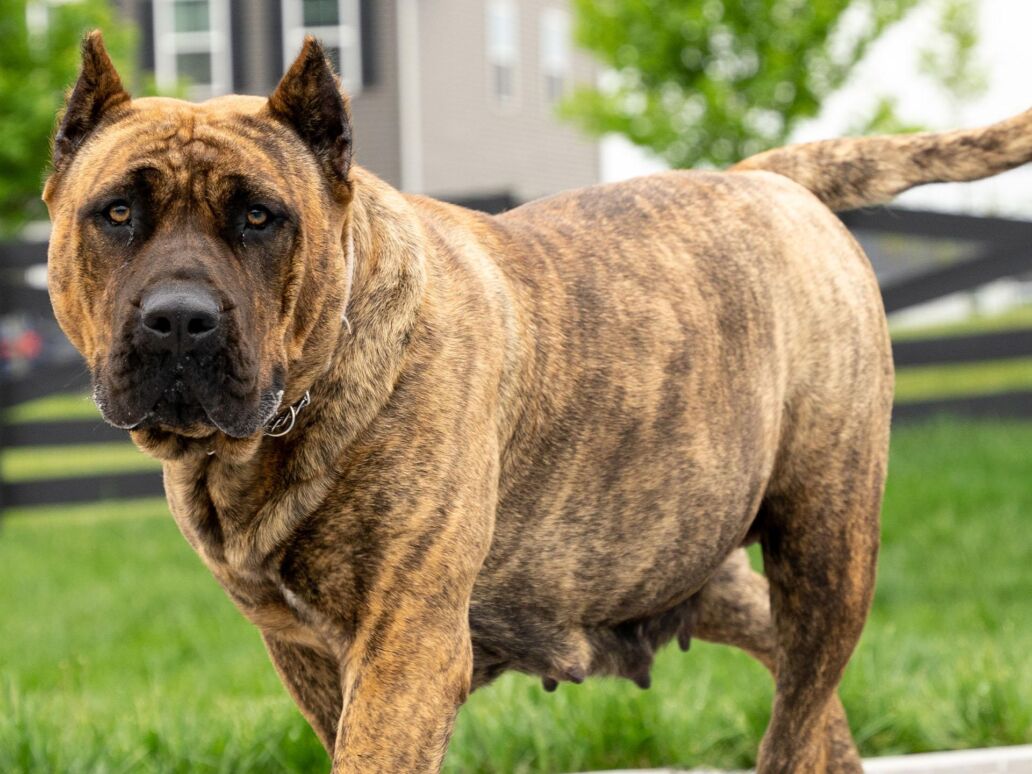 Our Presa Canario Bloodline - Presa Canario Puppies