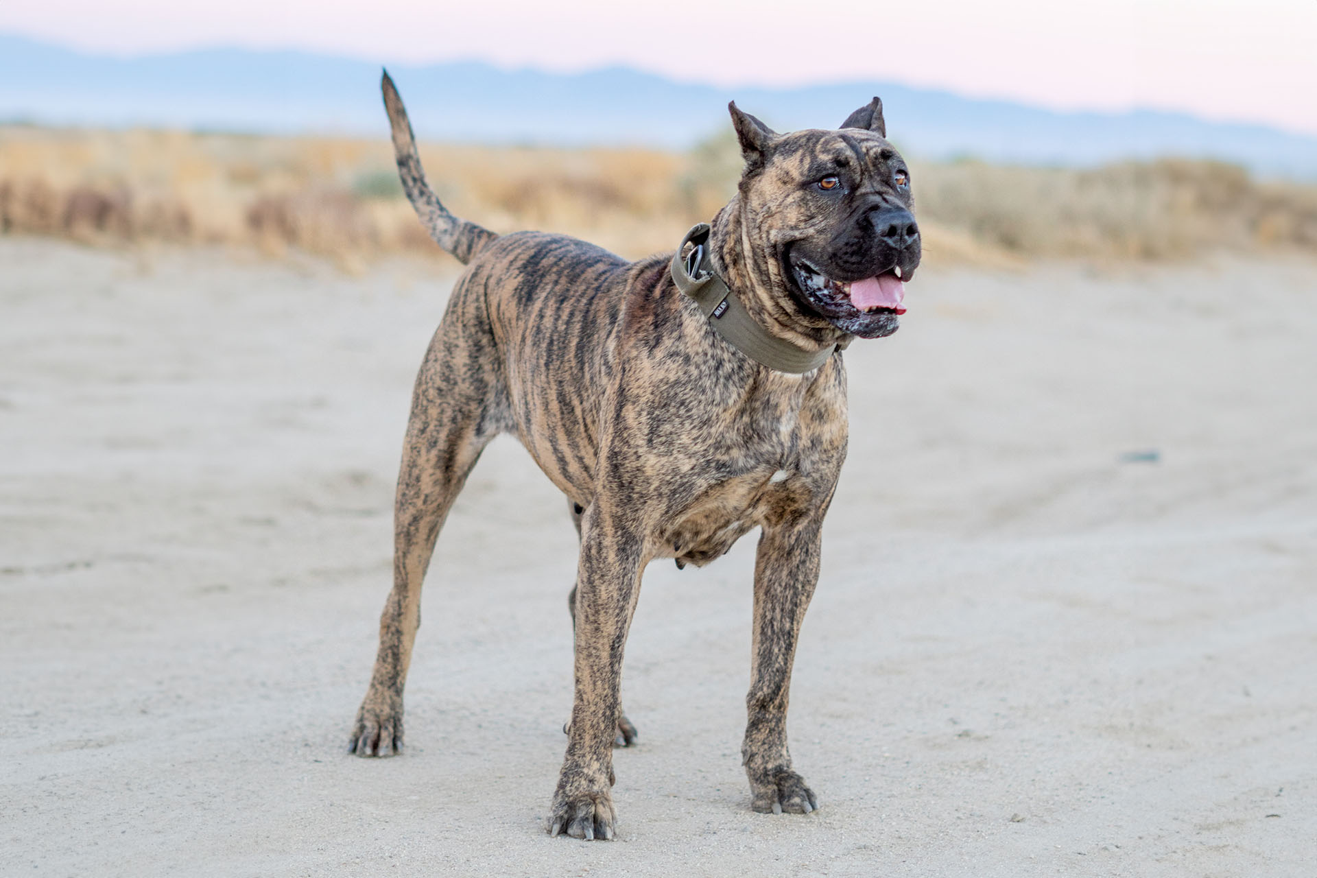 The BEST Premium Presa Canario Puppies for Sale in Texas • SoCalPresa ...